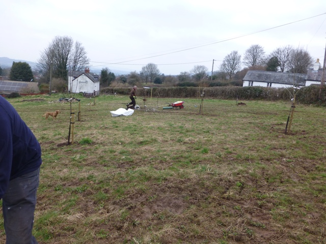 Planting Orchard a | springdalegarden