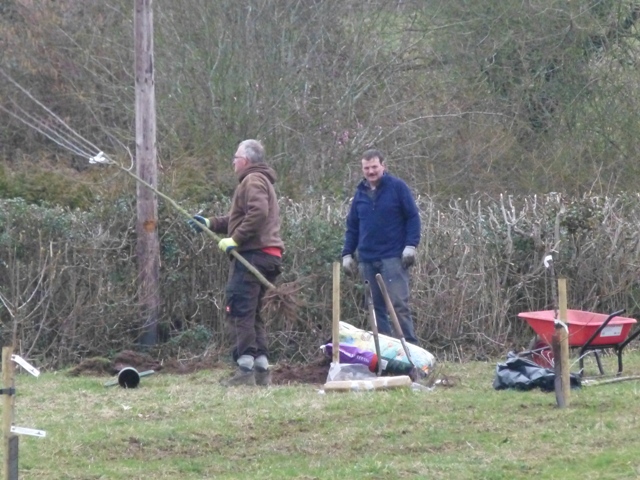 Planting Orchard c | springdalegarden