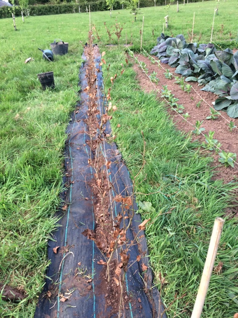 Beech Hedge – last week in April 2017 | springdalegarden