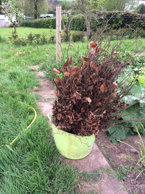 Beech Hedge – last week in April 2017 | springdalegarden